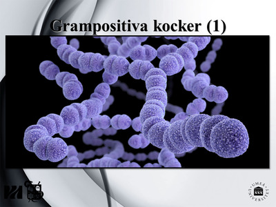 Kliniskt relevanta bakterier - Grampositiva kocker (1) - UmU Play