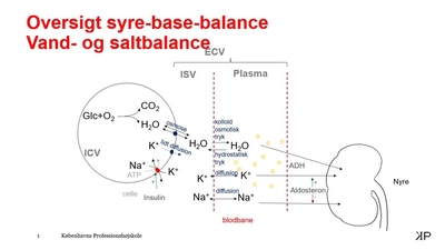 oversigt_syre-base-balancen - KP video